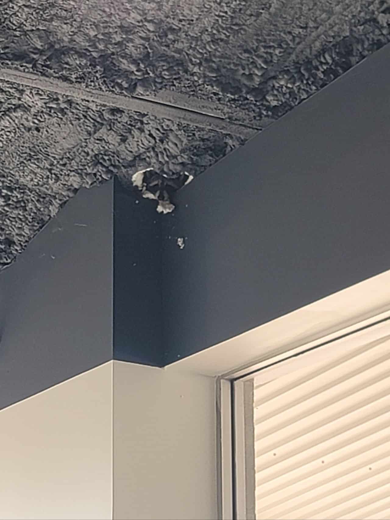 Raccoon Control in New Orleans - Critter Control