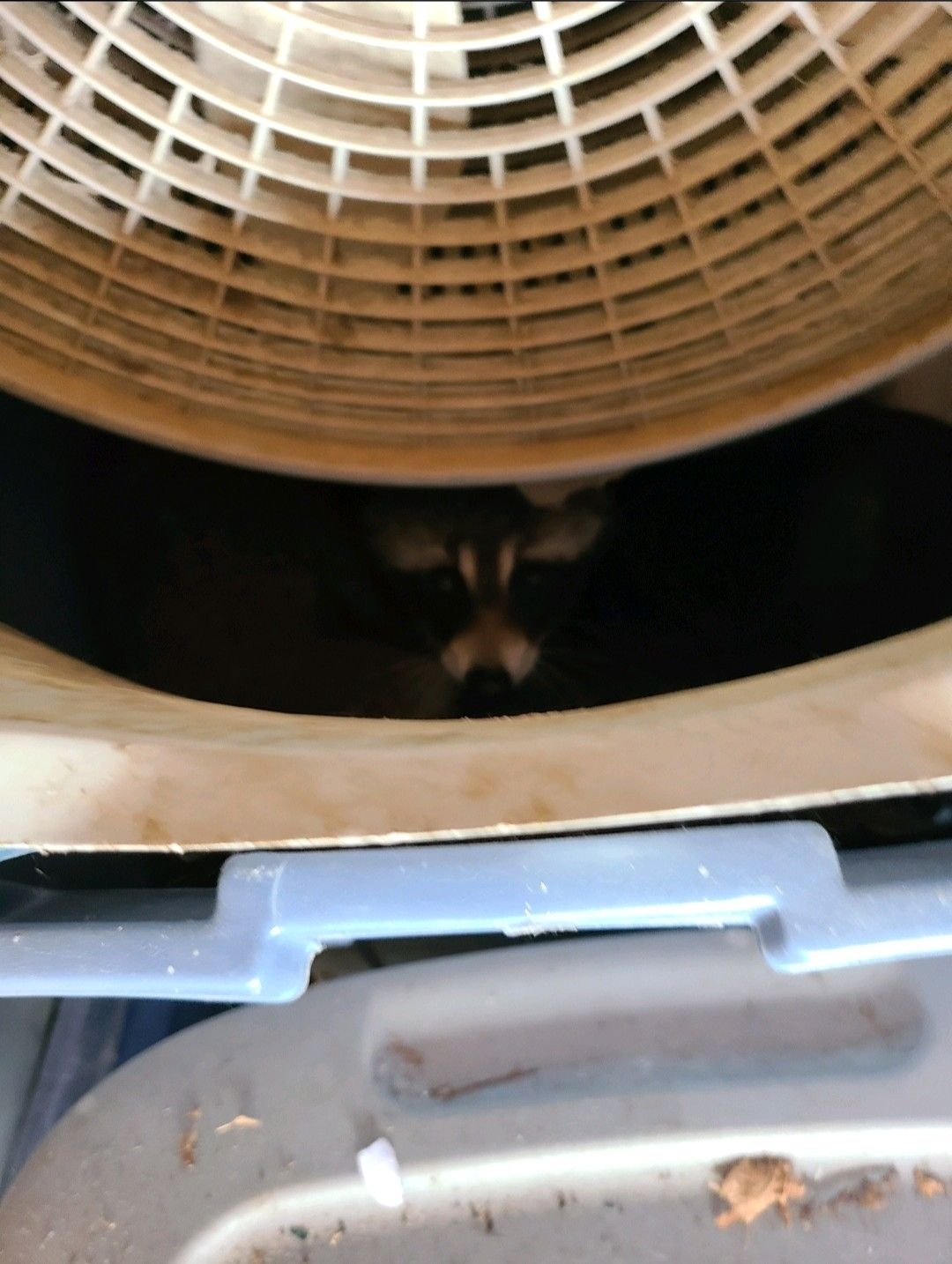 Raccoon Control in New Orleans - Critter Control