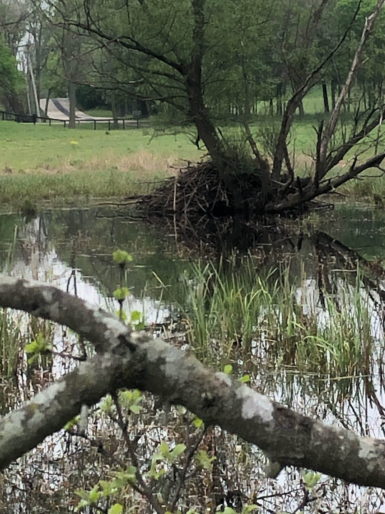 Are Beavers Dangerous to Humans, Pets, or Property?