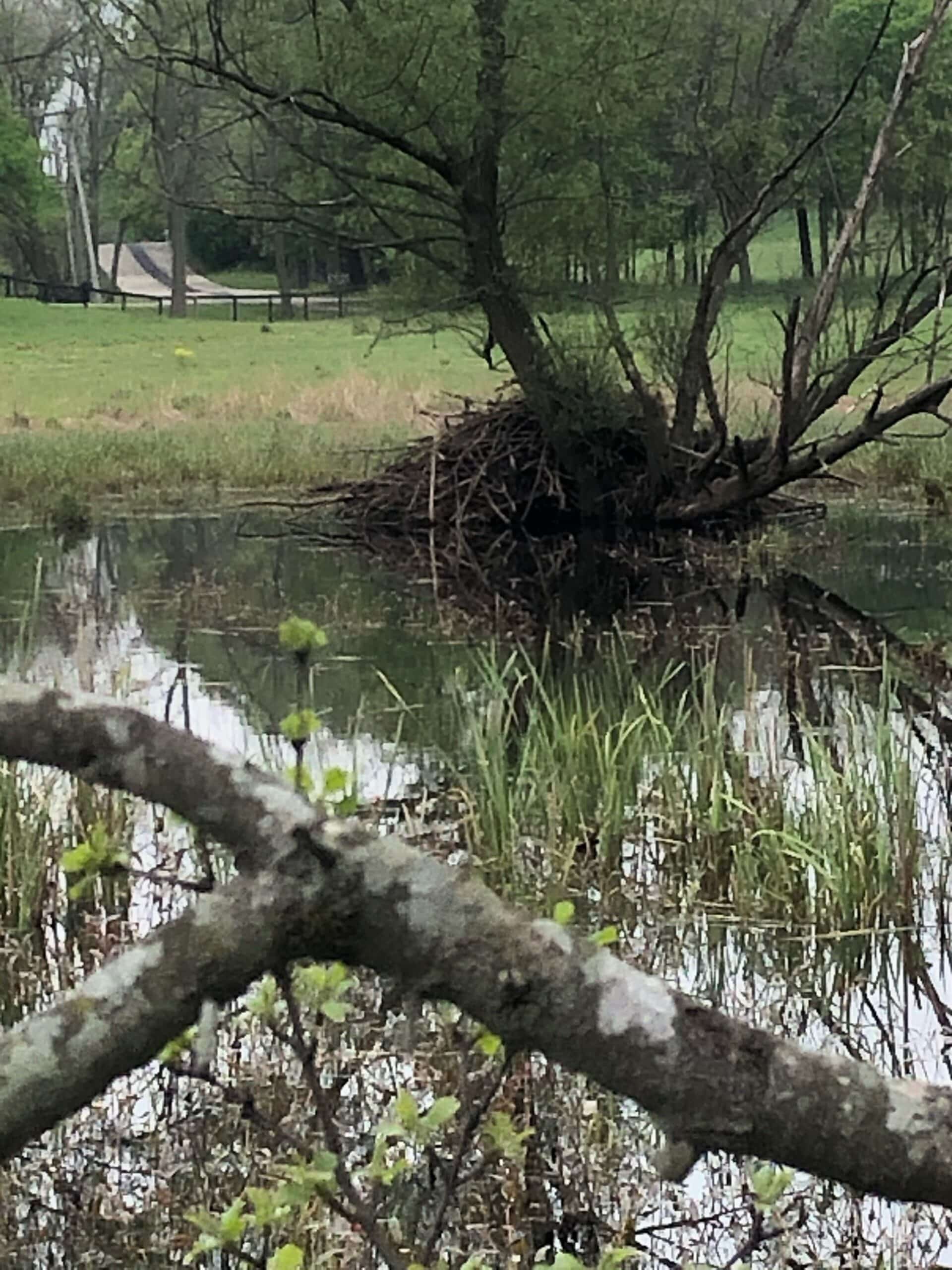 Beaver Identification: What Does a Beaver Look Like?