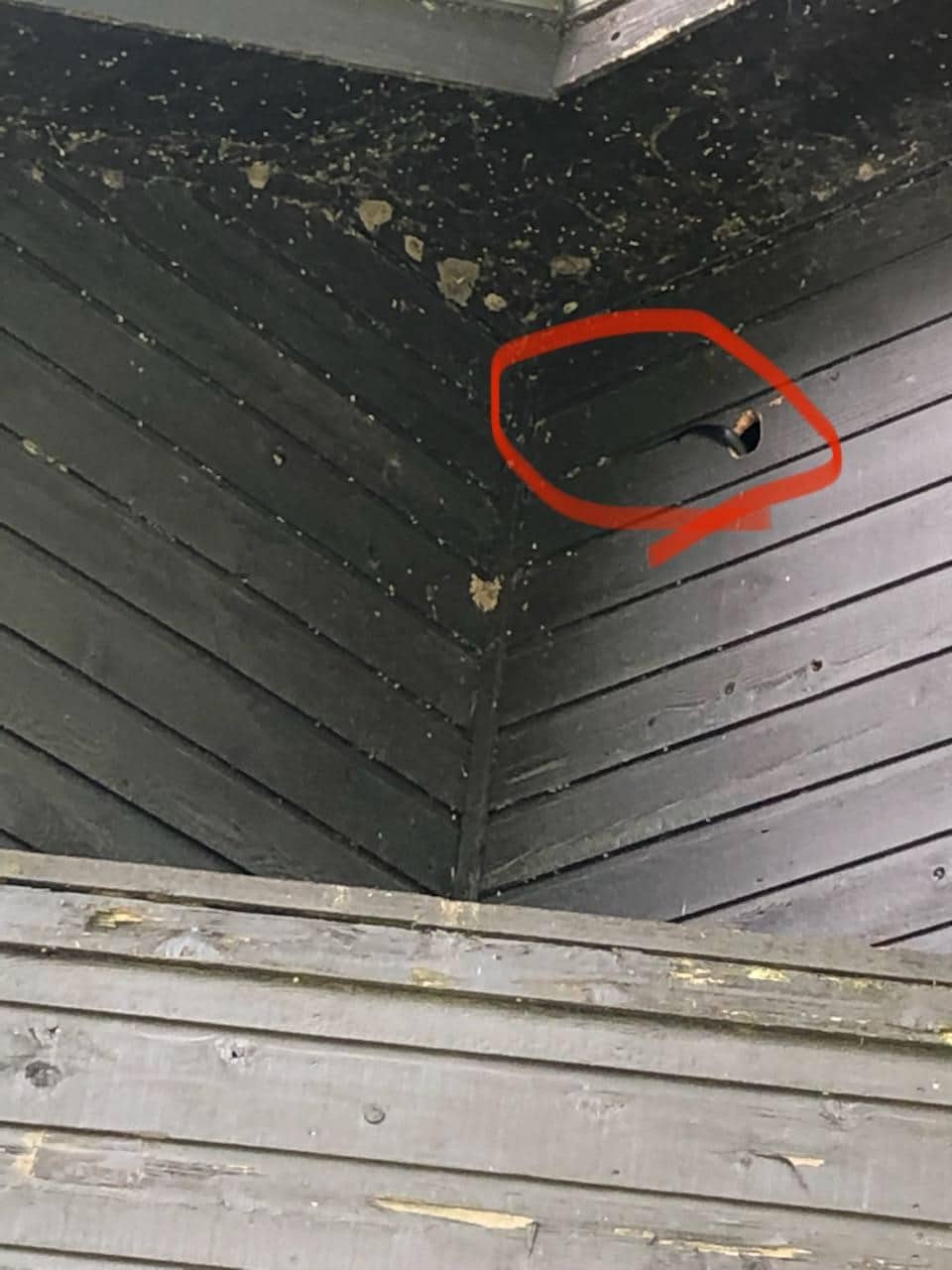 How to Get Rid of Snake Climbing in Your Attic