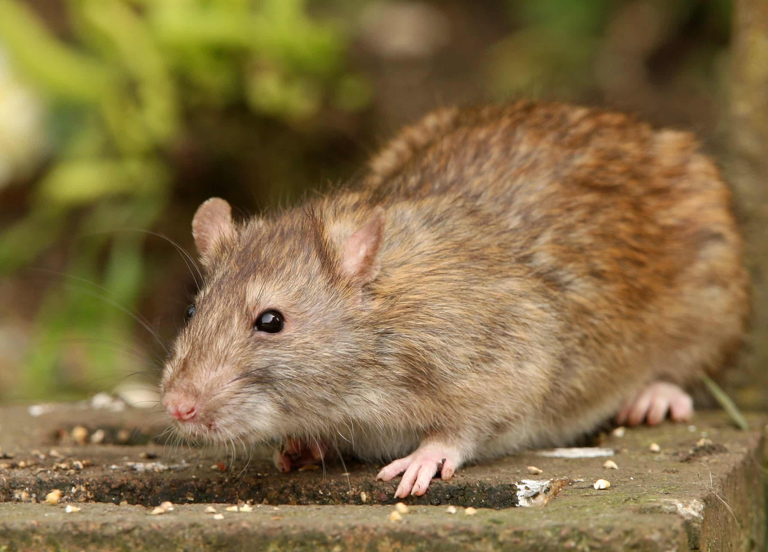 Why Small Rat Problems Grow Fast - Critter Control