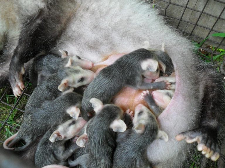Opossum Pictures: Photo Gallery with Images of Opossums