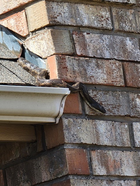 How to Get Rid of Snake Climbing in Your Attic