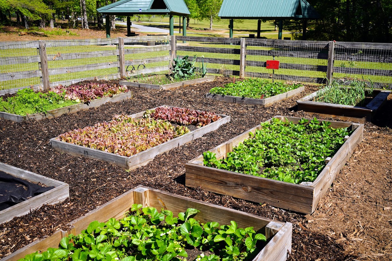Critter Control + Keep Cobb Beautiful - Critter Control