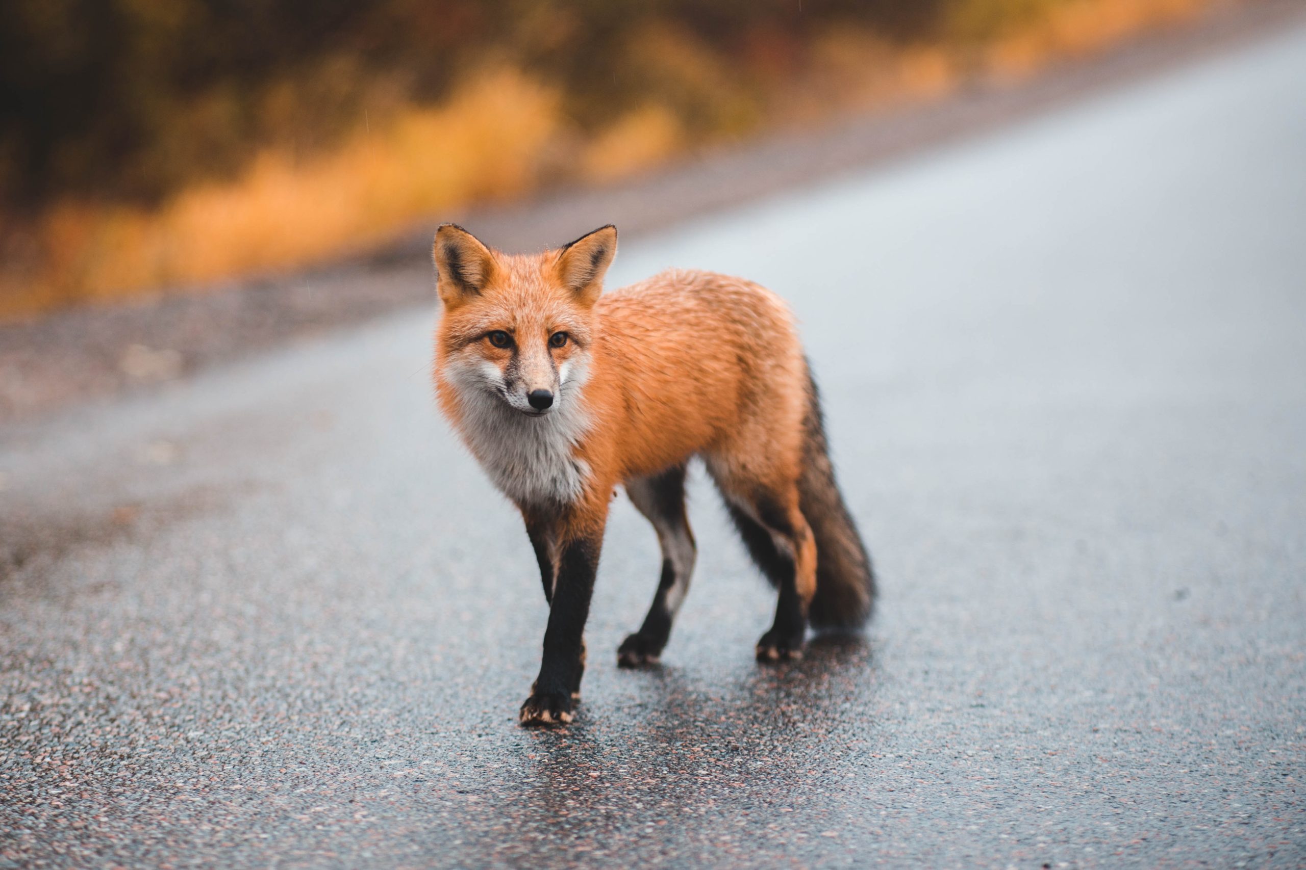 Setting a Fox Trap Next to Shed - Critter Control