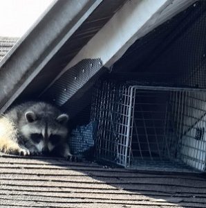 Professional Raccoon Trapping - Critter Control - Raccoon Trapping for Home