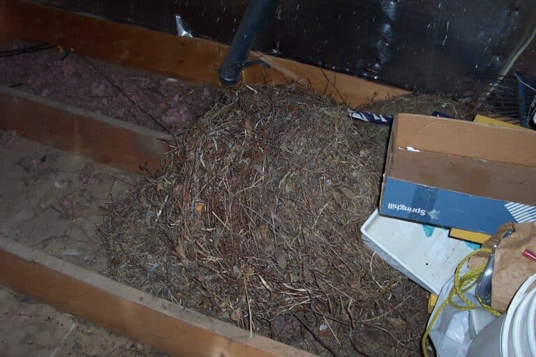 Identify Mouse Infestation by Recognizing Mouse Droppings - Expert ...
