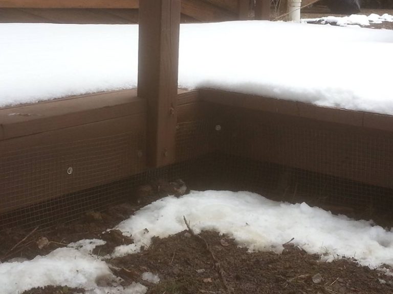 How to Catch a Skunk under a Deck in Santa Fe - Critter Control
