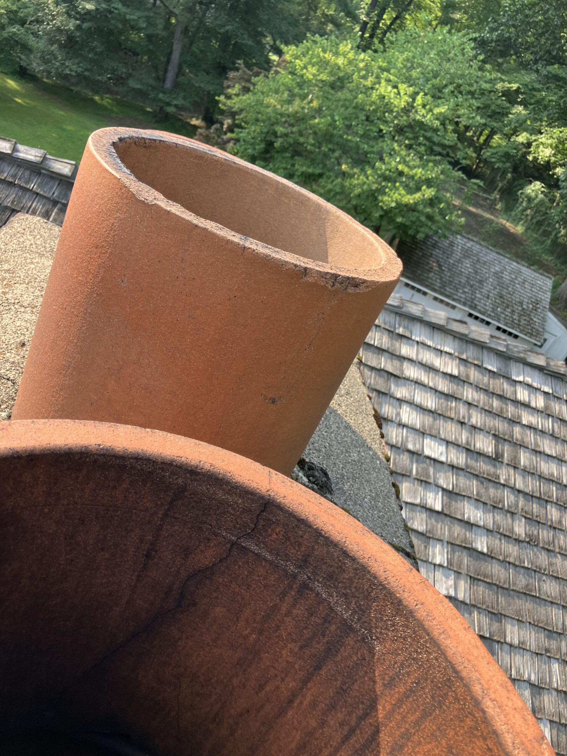 Chimney Swift in Chimney Control in Philadelphia - Critter Control