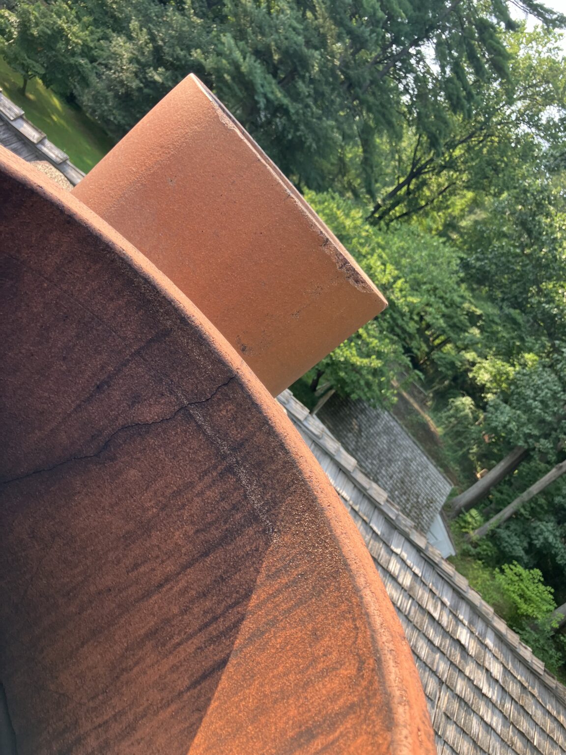 Chimney Swift in Chimney Control in Philadelphia - Critter Control