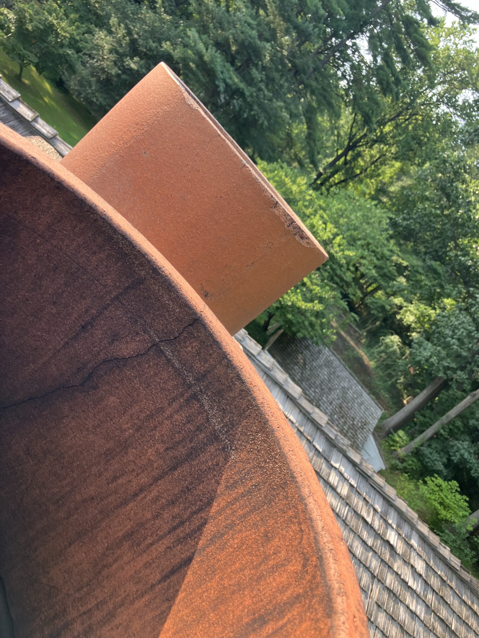 Chimney Swift in Chimney Control in Philadelphia - Critter Control