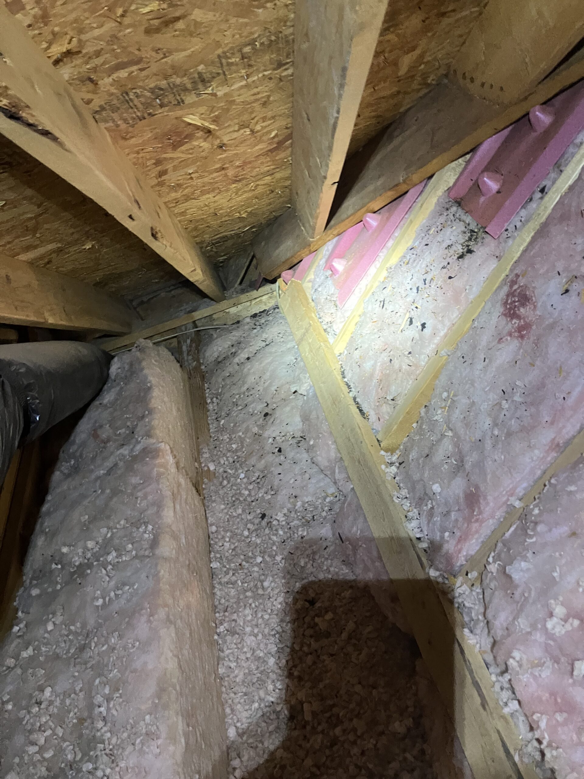 How Bats Get Inside : Photo Guide to Bat Entry Points - Critter Control Triangle