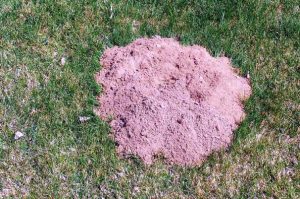 Gopher Holes in Yard: Appearance, Problems & Removal