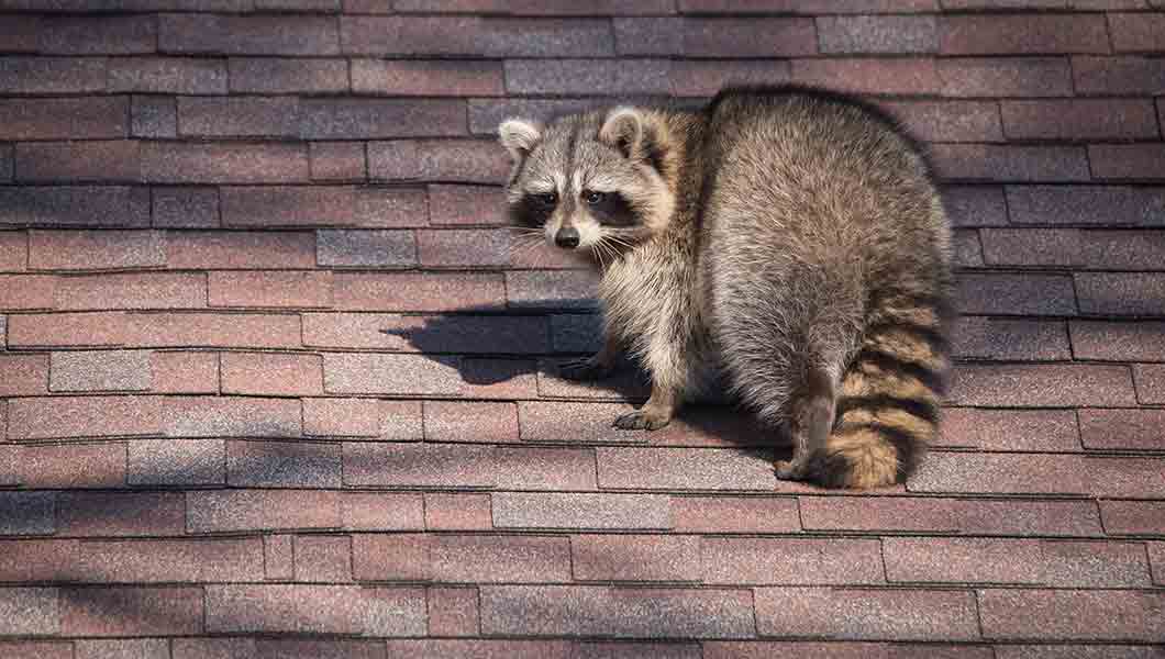 Raccoon Removal in Wilmington, NC - Critter Control
