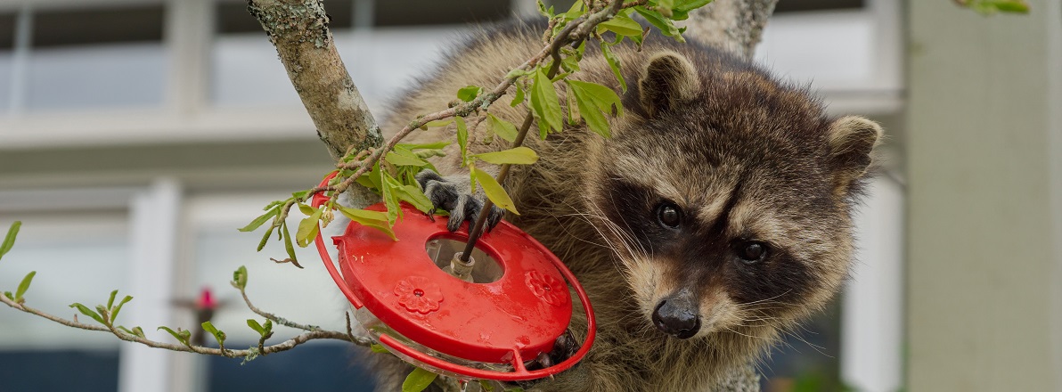 Raccoon Removal near you - Critter Control