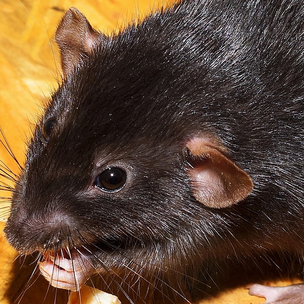 Can I Get Sick from a Rodent Problem? - Most Common Diseases Rodents Spread