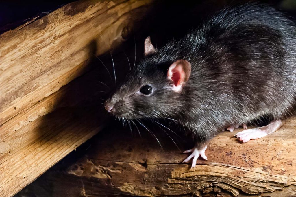 Rat Life Cycle: How Long Do Rats Live?