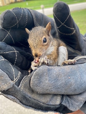 Squirrel Infestations in Houston: A Growing Concern Amidst Land ...