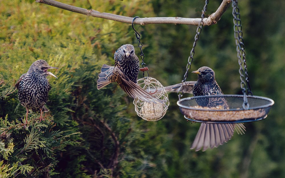 How to Identify Starling Sounds - Signs of a Starling Problem