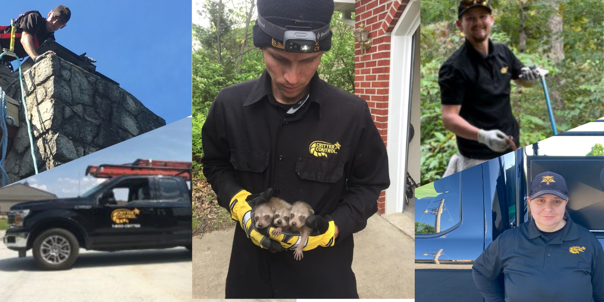 Wildlife Removal in Central Missouri - Critter Control