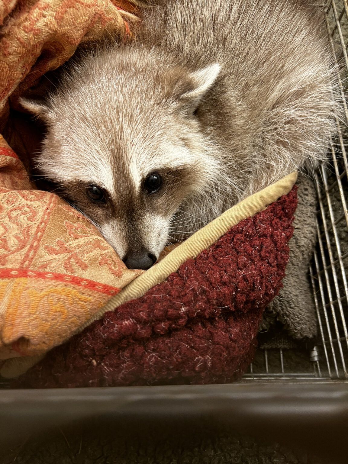 Critter Control - The Best Wildlife Removal Company