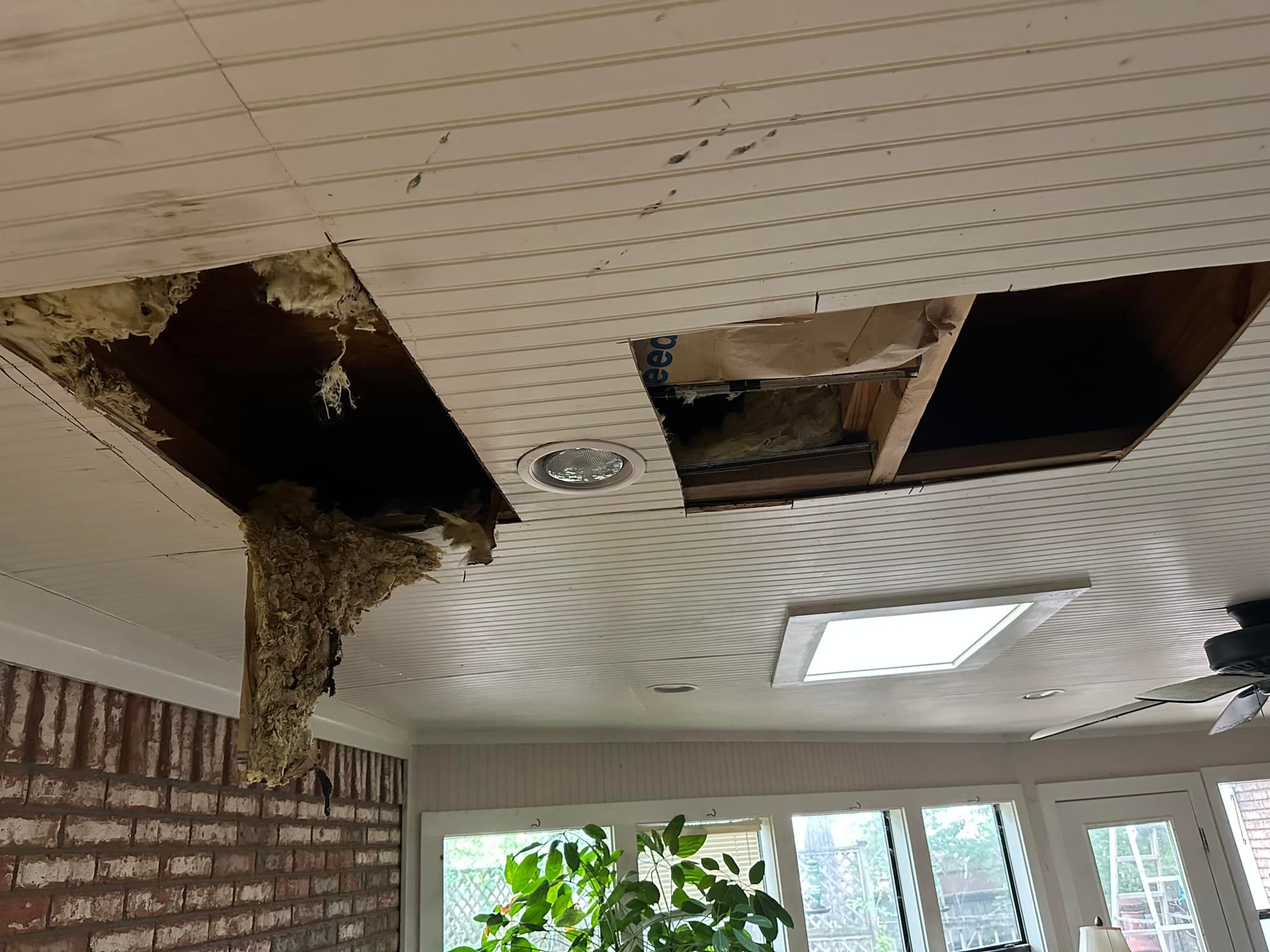 Raccoon Archives - Critter Control