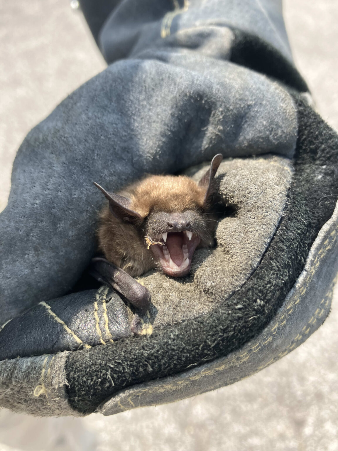 What Bat Noises in Your Home Mean - Expert Advice from Critter Control