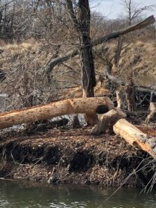 Beaver Identification: What Does a Beaver Look Like?