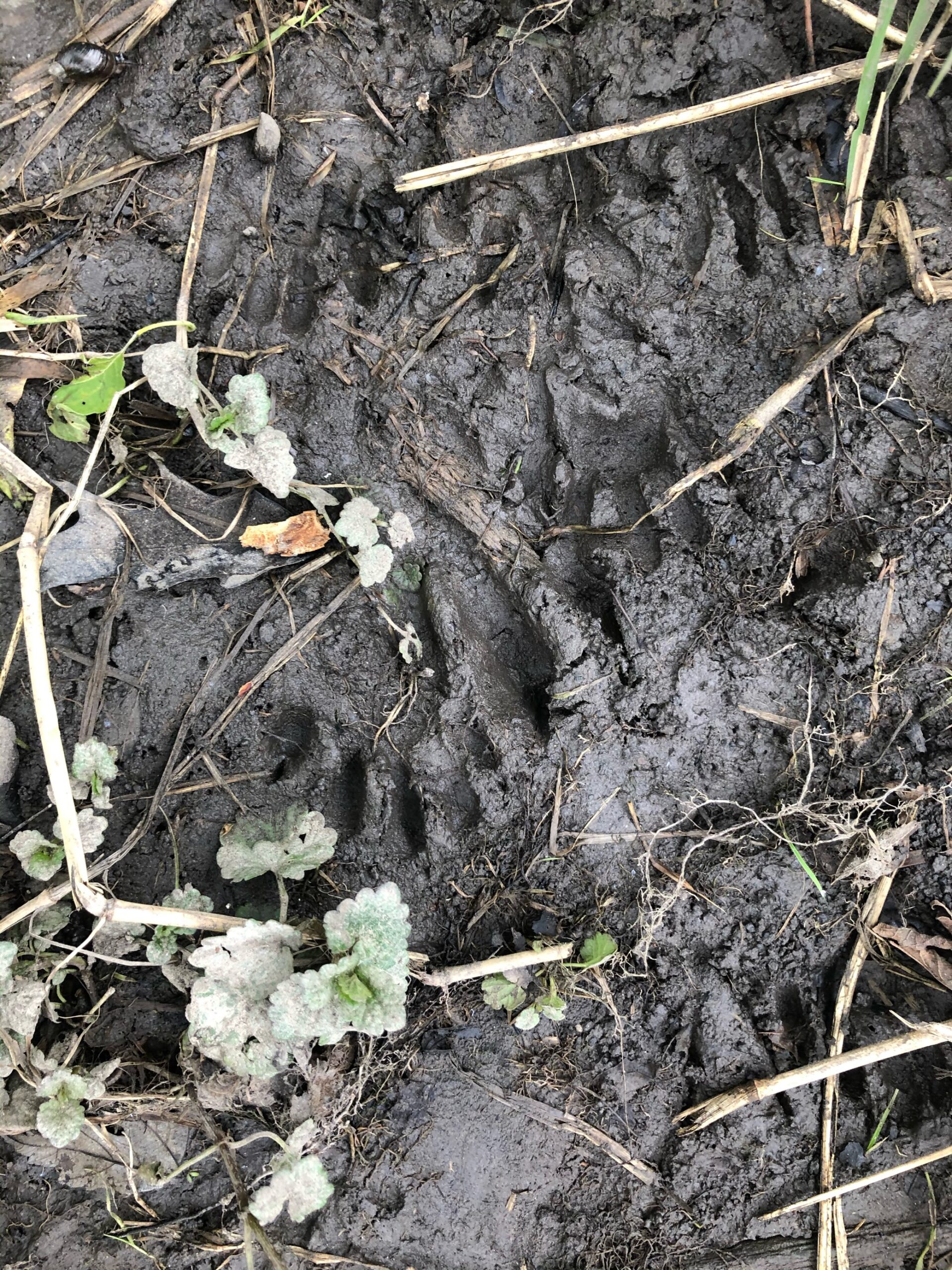Beaver Tracks In Mud