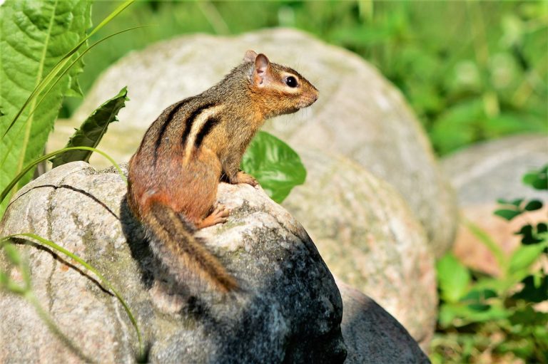 Do I Have Chipmunks in My Yard? |Signs of a Chipmunk Infestation ...