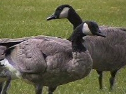 Goose Tracks: Appearance of Footprints, Problems & Removal