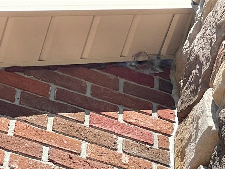 How to Get Rid of Bats in Your Home