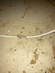 Rodent Awareness Week 2021 | Rodent Damage, Frayed Wires and House Fires