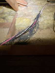 The most obvious signs of animals in attic - Critter Control