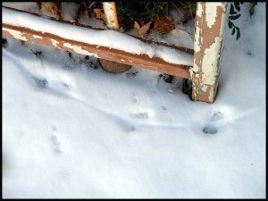 Professional Rat Removal - Critter Control near you - Identifying Rat ...