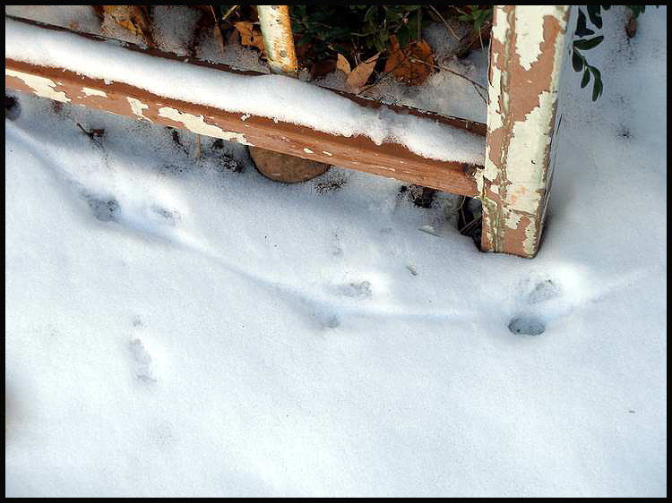 Professional Rat Removal - Critter Control near you - Identifying Rat ...