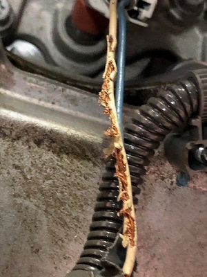 How to Get Rid of Rats in the Car - Critter Control - Rats int he Car