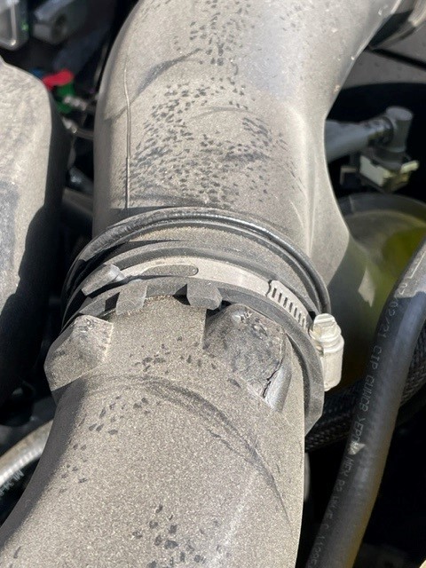 Professional Rat Removal - Critter Control near you - Identifying Rat ...