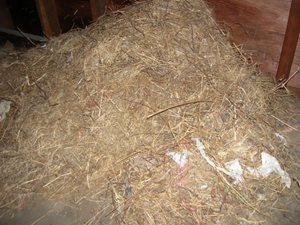 squirrel nest called