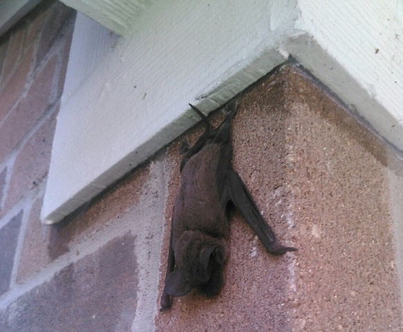 Bat Removal in Atlanta - Critter Control - Free Inspection