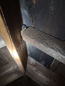 Dead Bat in the House - Problems & Removal | Critter Control