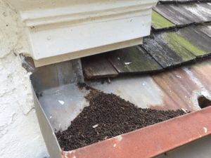 How Do Bats Get in the Attic? Expert Insights and Bat Removal Tips