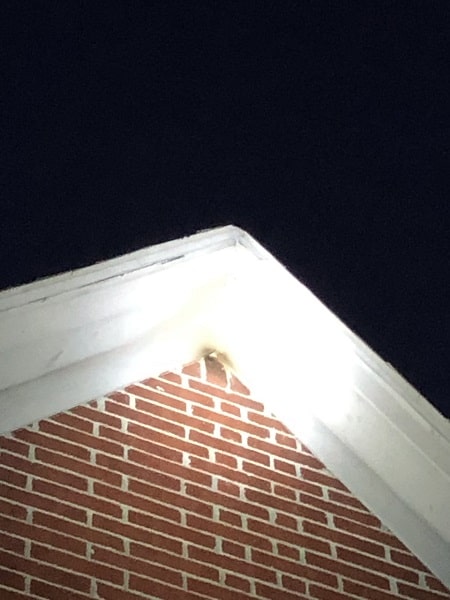 How Do Bats Get in the Attic? Expert Insights and Bat Removal Tips