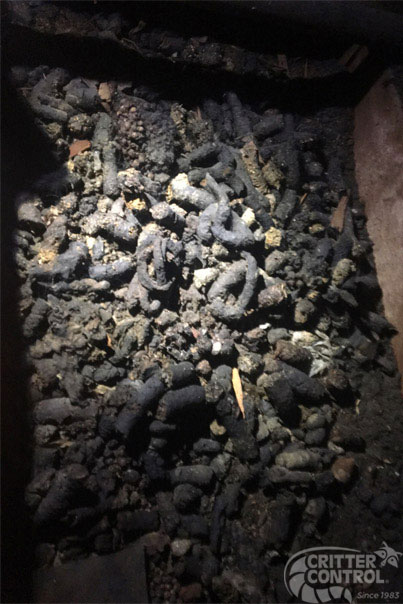 Remove Animal Droppings, Feces Homes