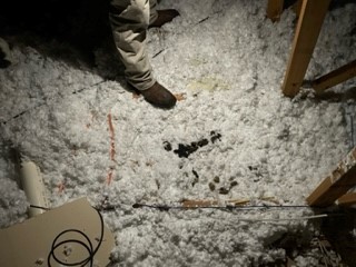 Skunk Poop vs Raccoon Poop- Identify Common Wildlife Problems