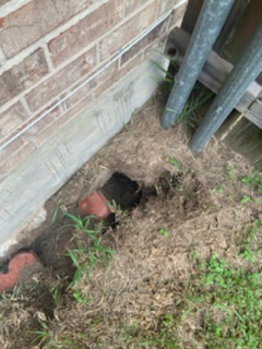 Why are pests & wildlife in my house? - Impact of nuisance wildlife ...