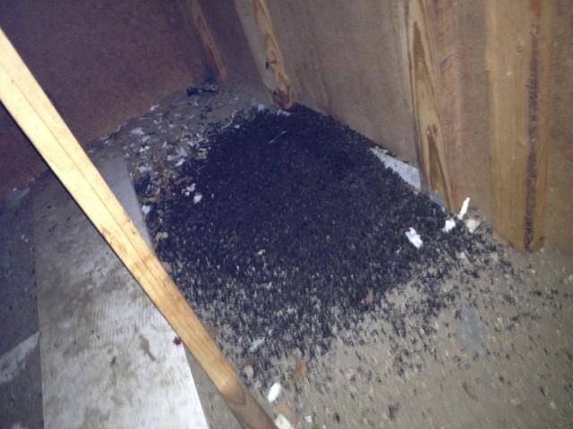 How to Identify Bat Guano - Critter Control - Signs of Bat Infestation