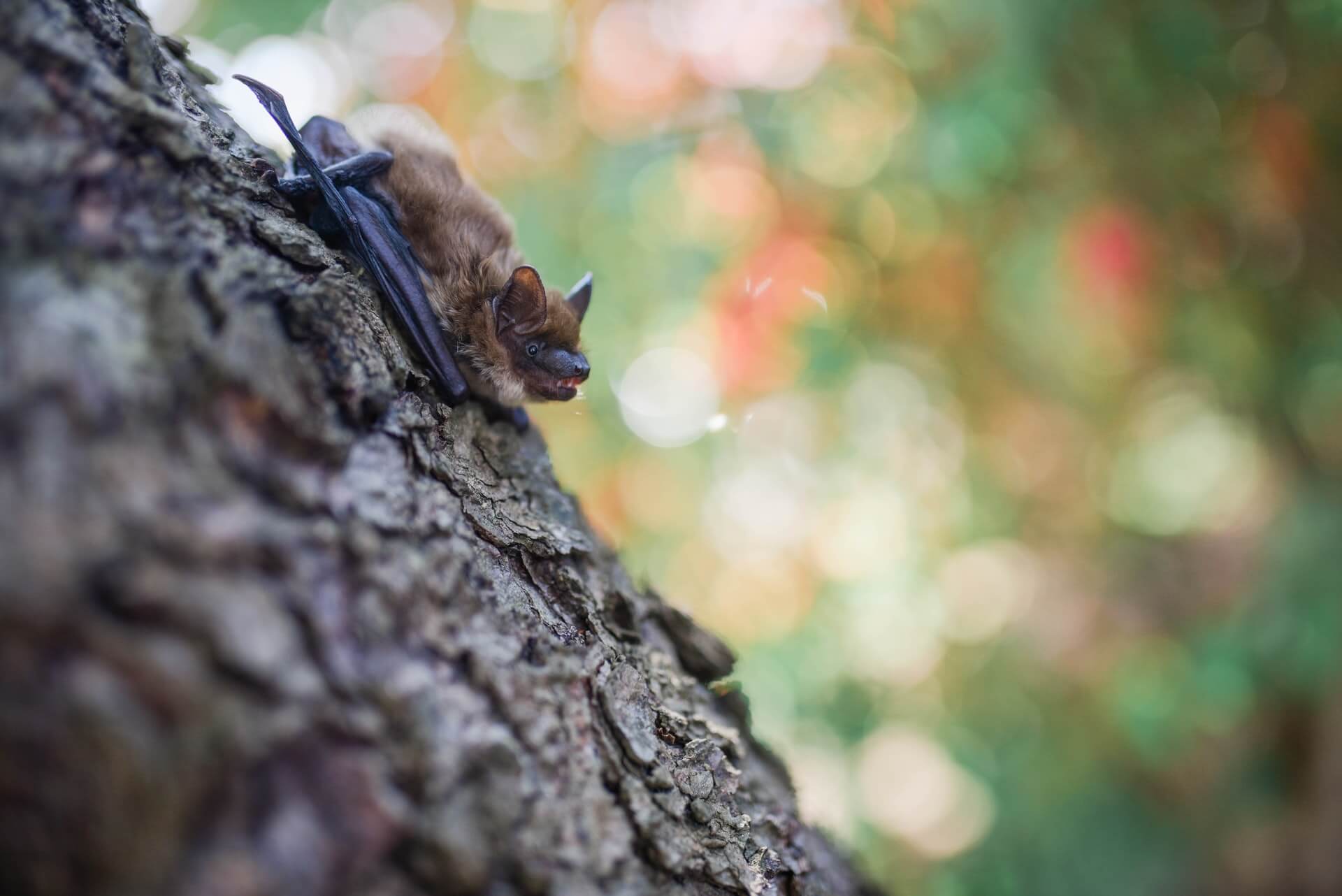 Bat Habitats - Where Bats Live & Home Infestations - Critter Control
