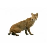 Bobcat Identification: What Does a Bobcat Look Like?